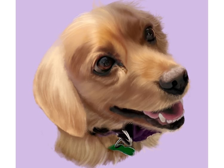 A realistic digital animal/pet portrait | Upwork